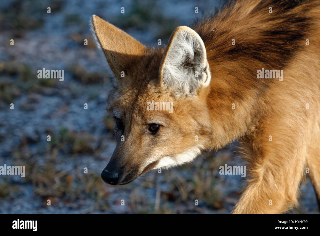Perú uruguay hi-res stock photography and images - Alamy