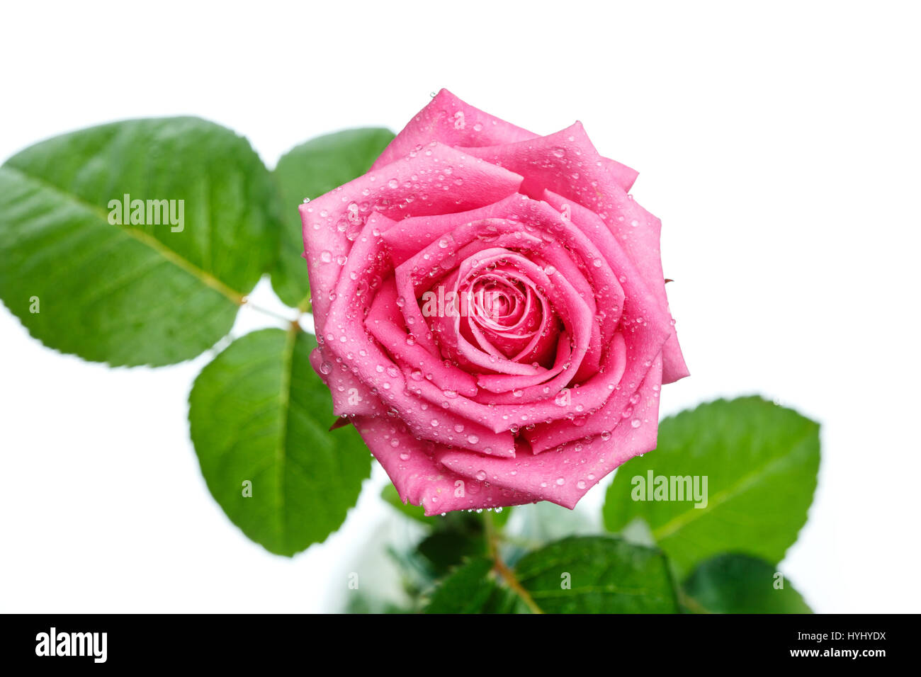 pink rose head isolated on white background Stock Photo - Alamy