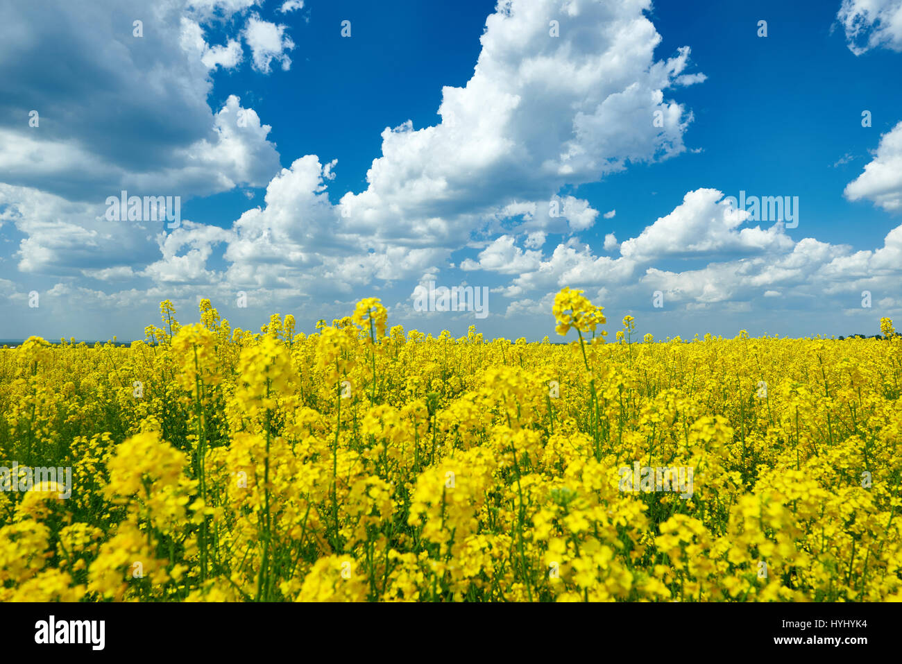 Yellow flower field, beautiful spring landscape Stock Photo - Alamy