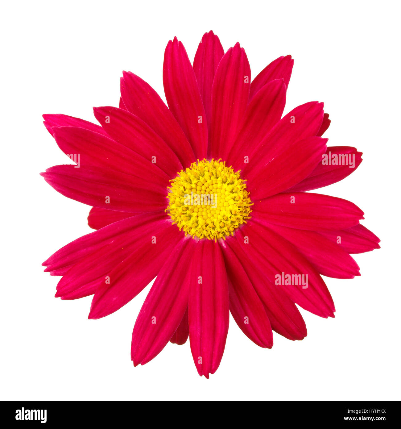 Beautiful single flower Cut Out Stock Images & Pictures - Alamy