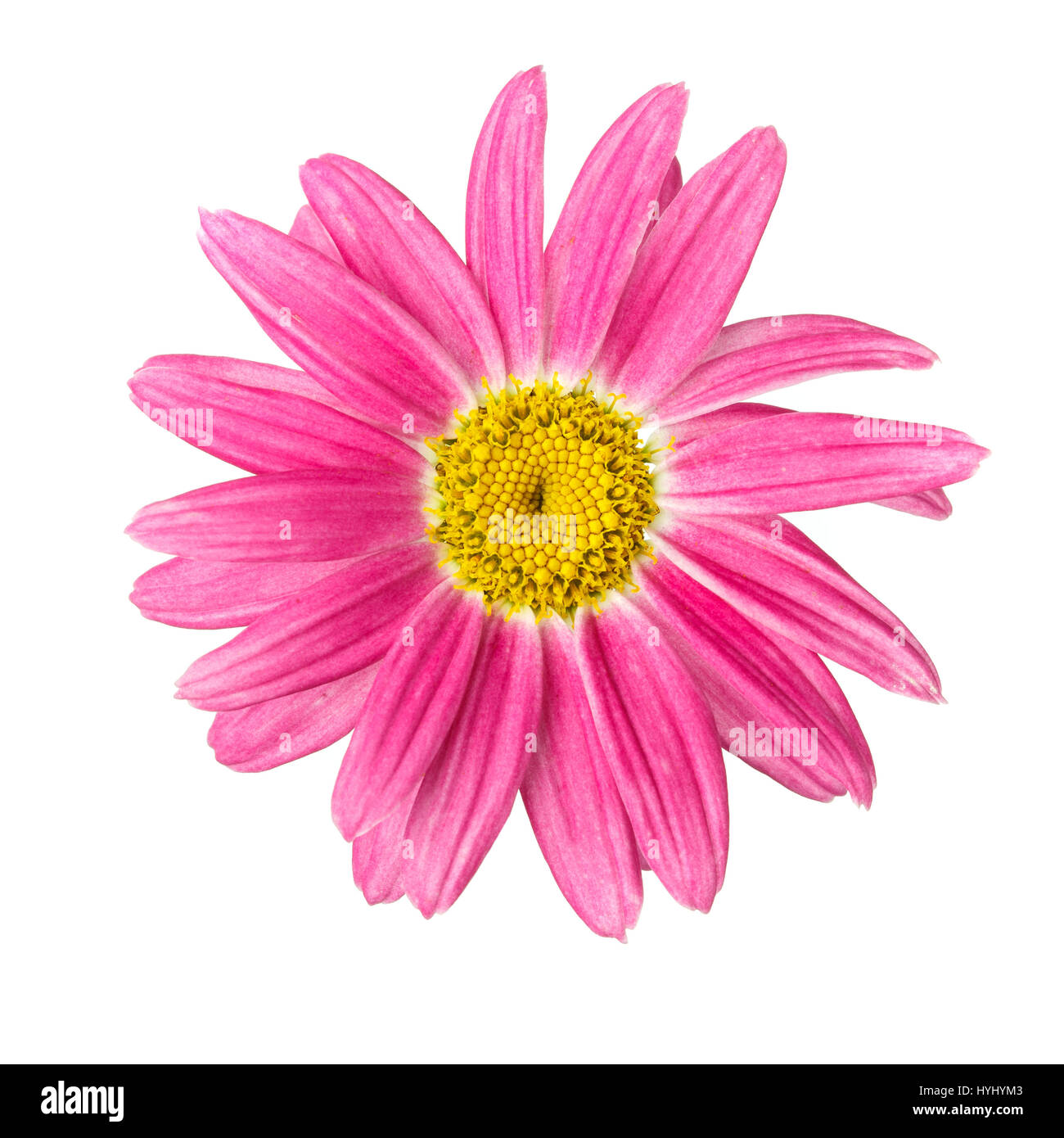 pink flower head Stock Photo - Alamy
