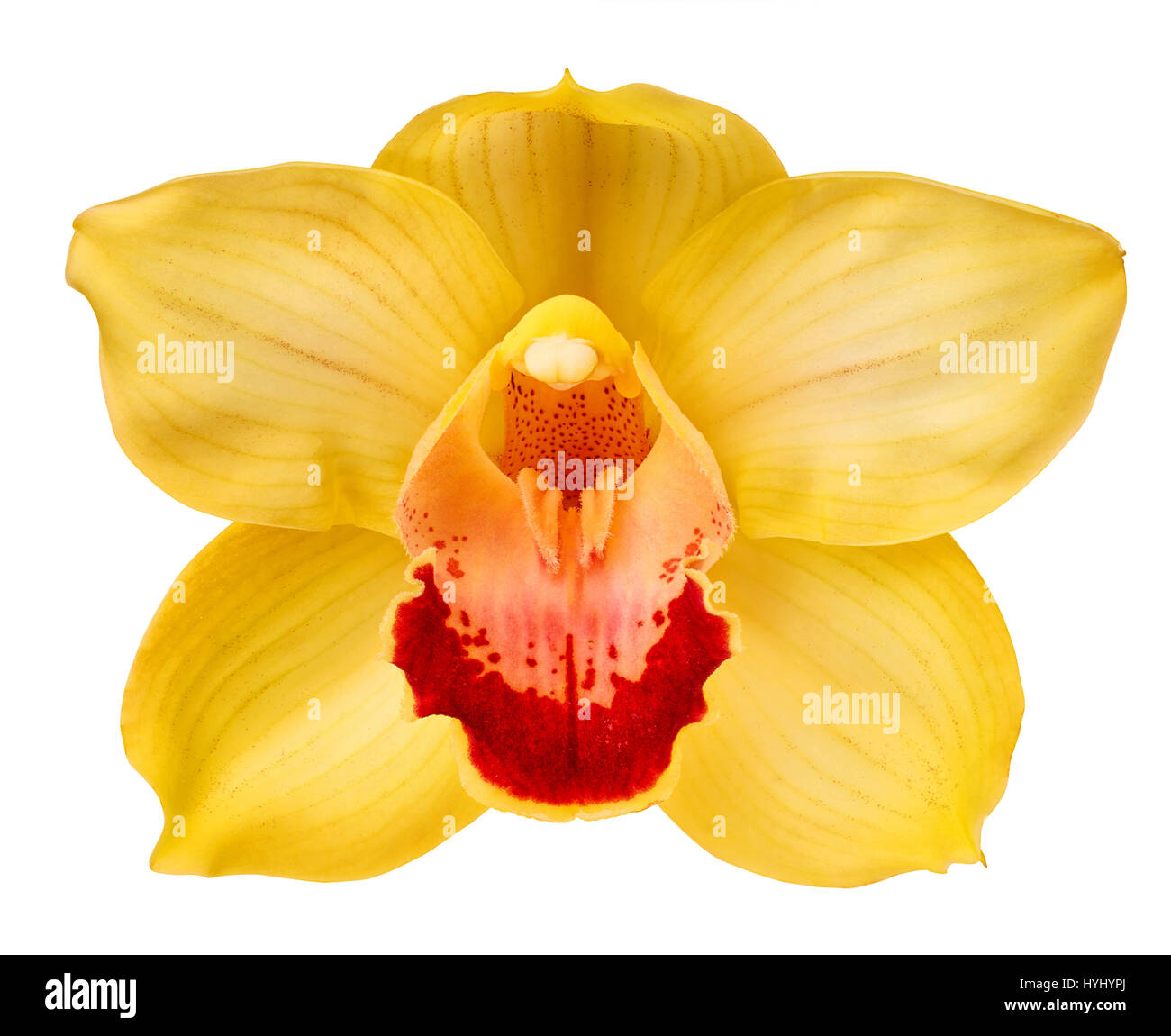 yellow orchid head, isolated on a white background Stock Photo - Alamy