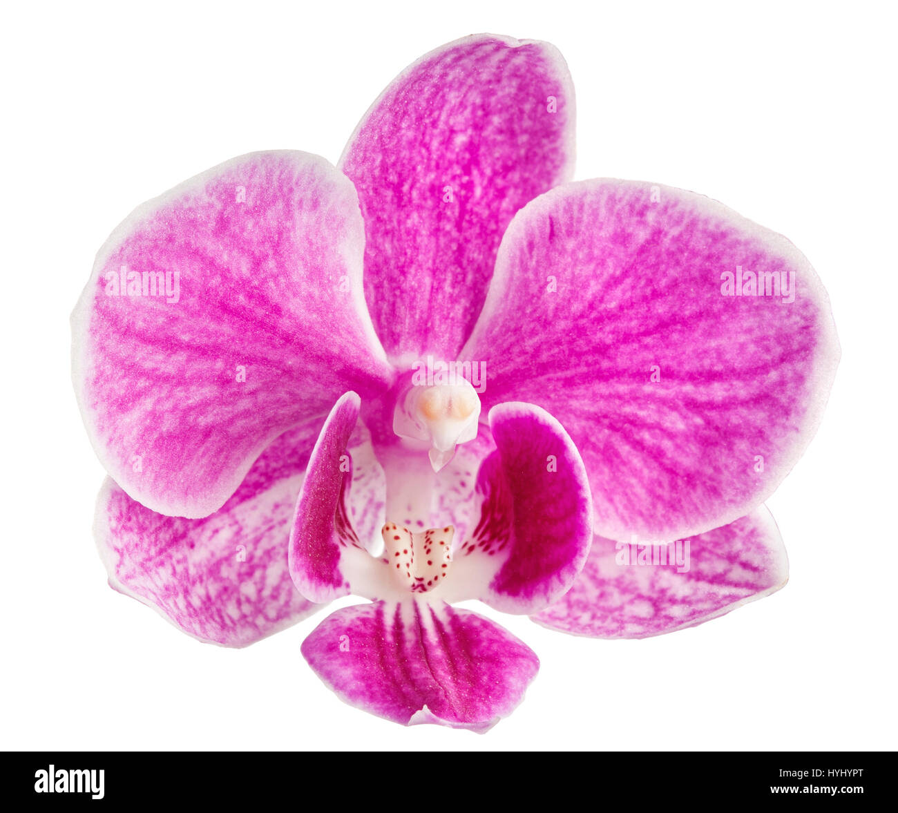 pink orchid head, isolated on a white background Stock Photo - Alamy