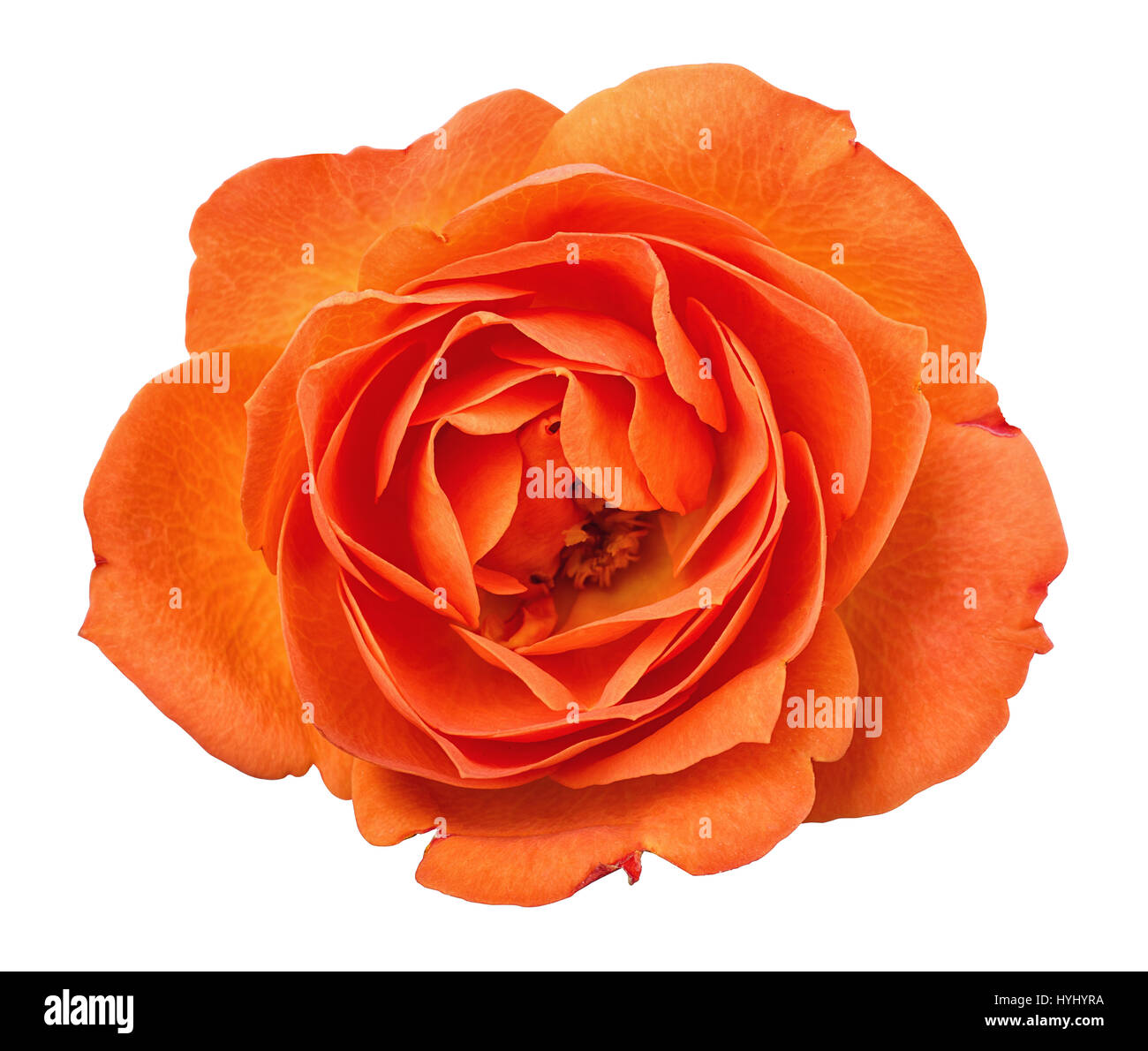 orange rose head isolated on white background Stock Photo - Alamy