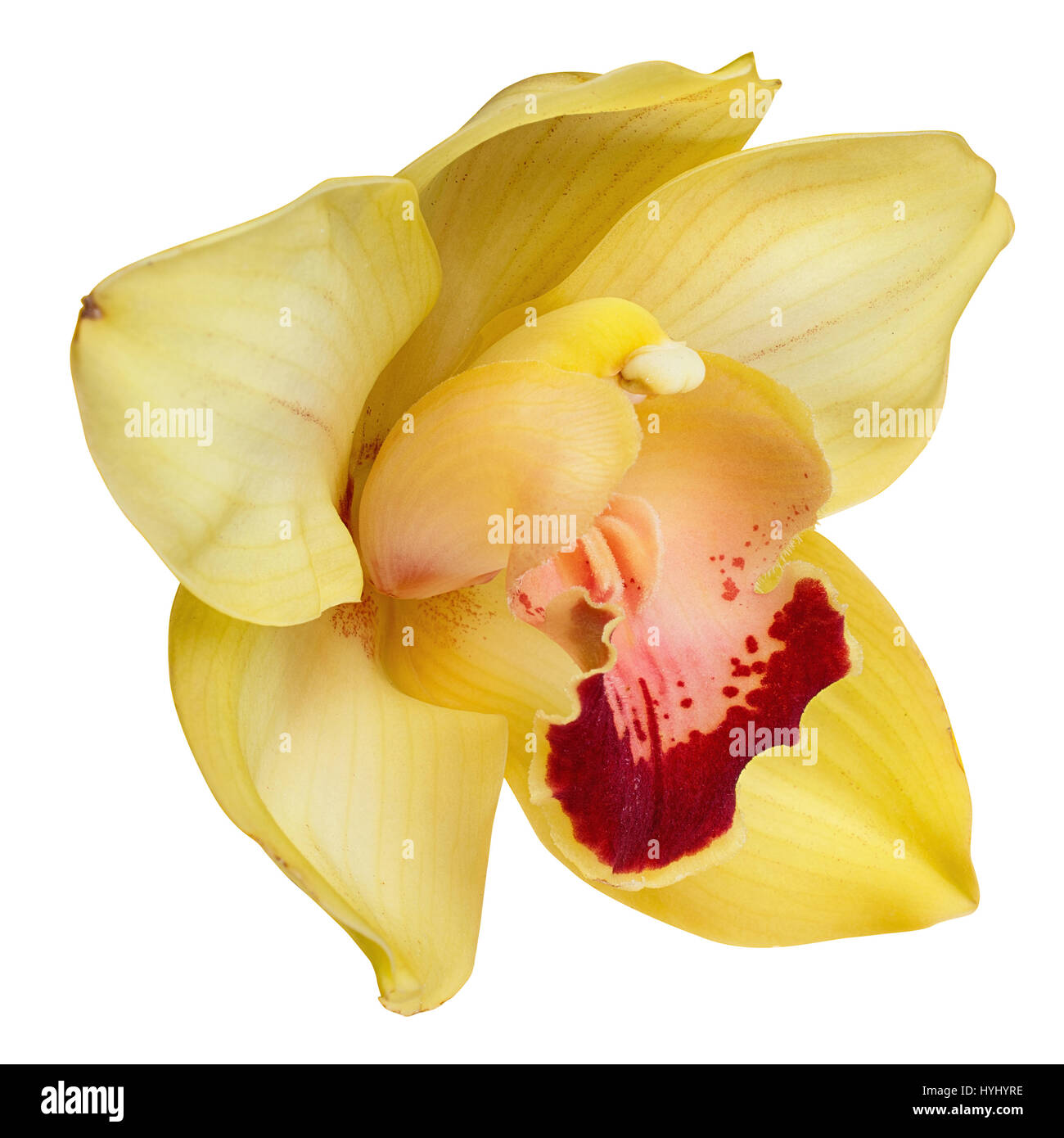 yellow orchid head, isolated on a white background Stock Photo - Alamy