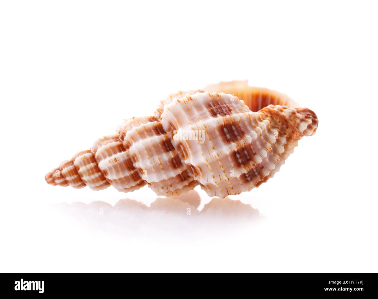 Sea shell isolated on white background Stock Photo - Alamy