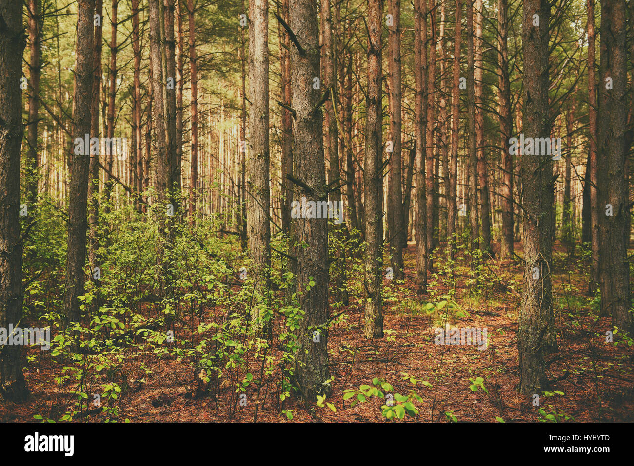 Scandinavian forest hi-res stock photography and images - Alamy