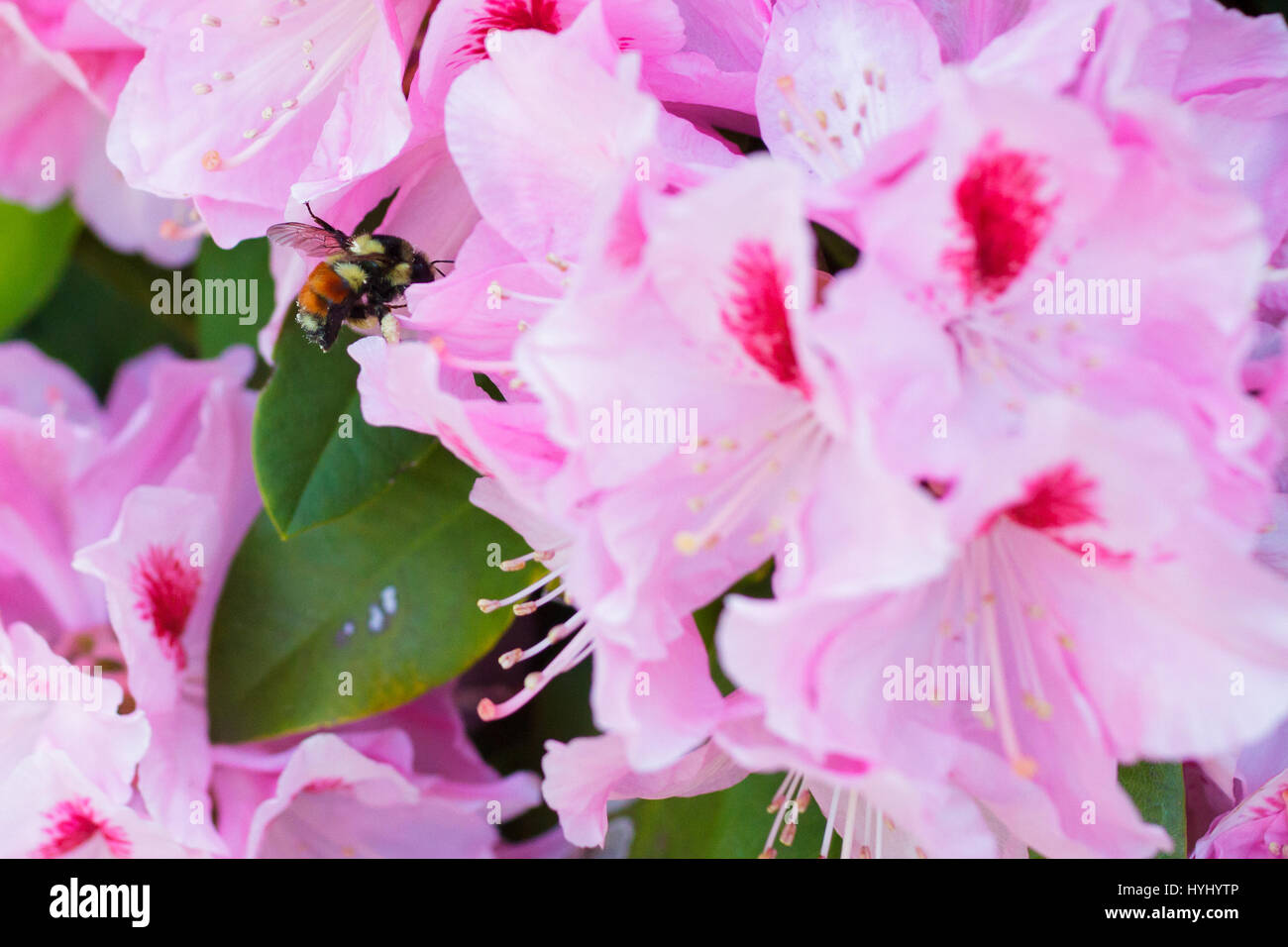 Honey bee on a rhododendron flower getting pollen from the bush and ...