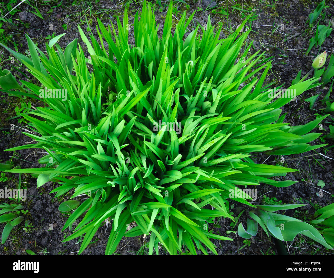 Garden plant grass. Top view Stock Photo - Alamy