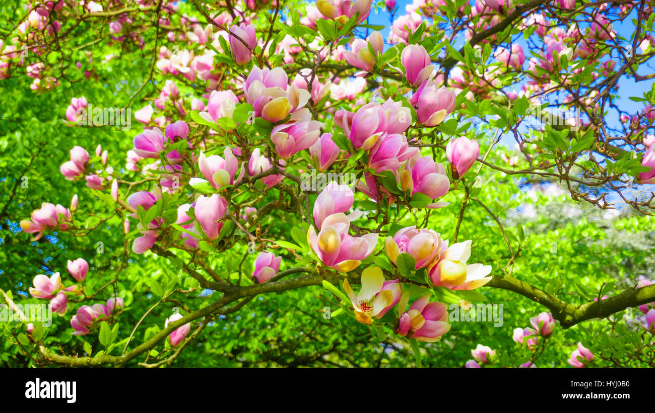 Pink magnolia tree blossom. magnolia flower Stock Photo - Alamy