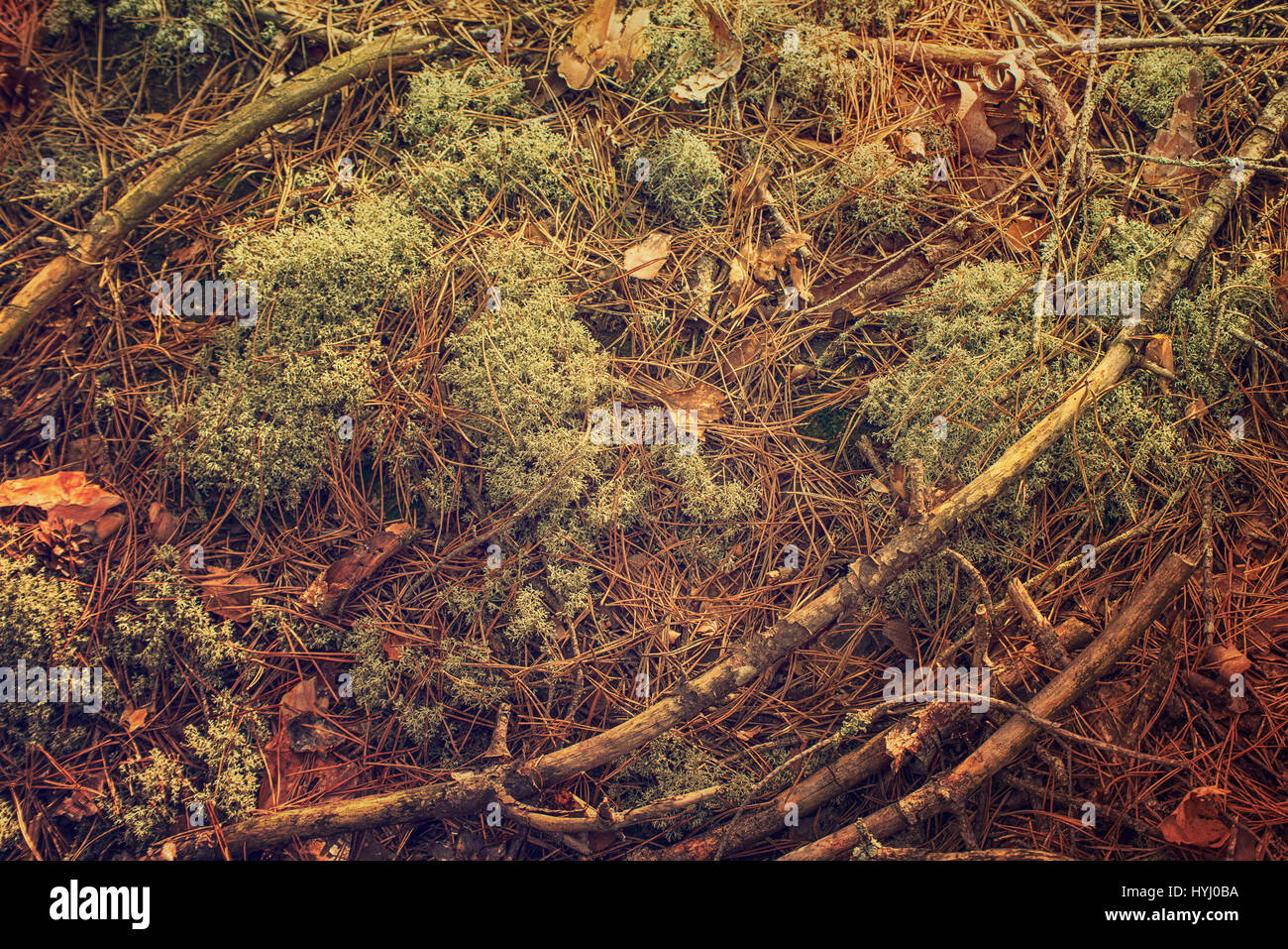 Abstract moss background Stock Photo - Alamy