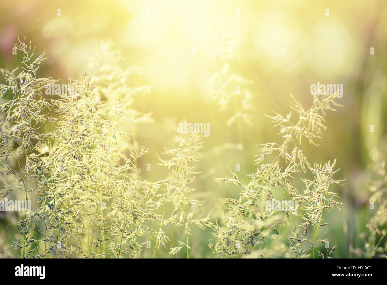 Natural abstract sunny background Stock Photo - Alamy