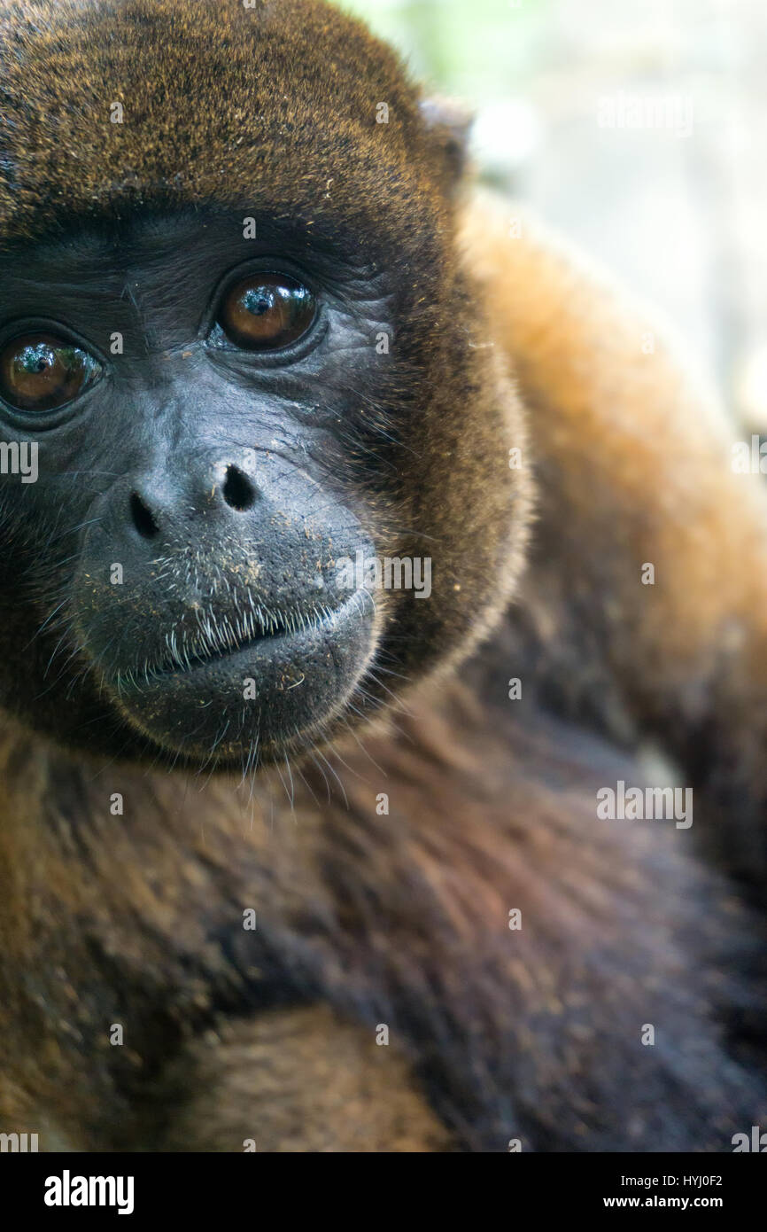 Closeup view of a woolly monkey near Iquitos, Peru Stock Photo - Alamy