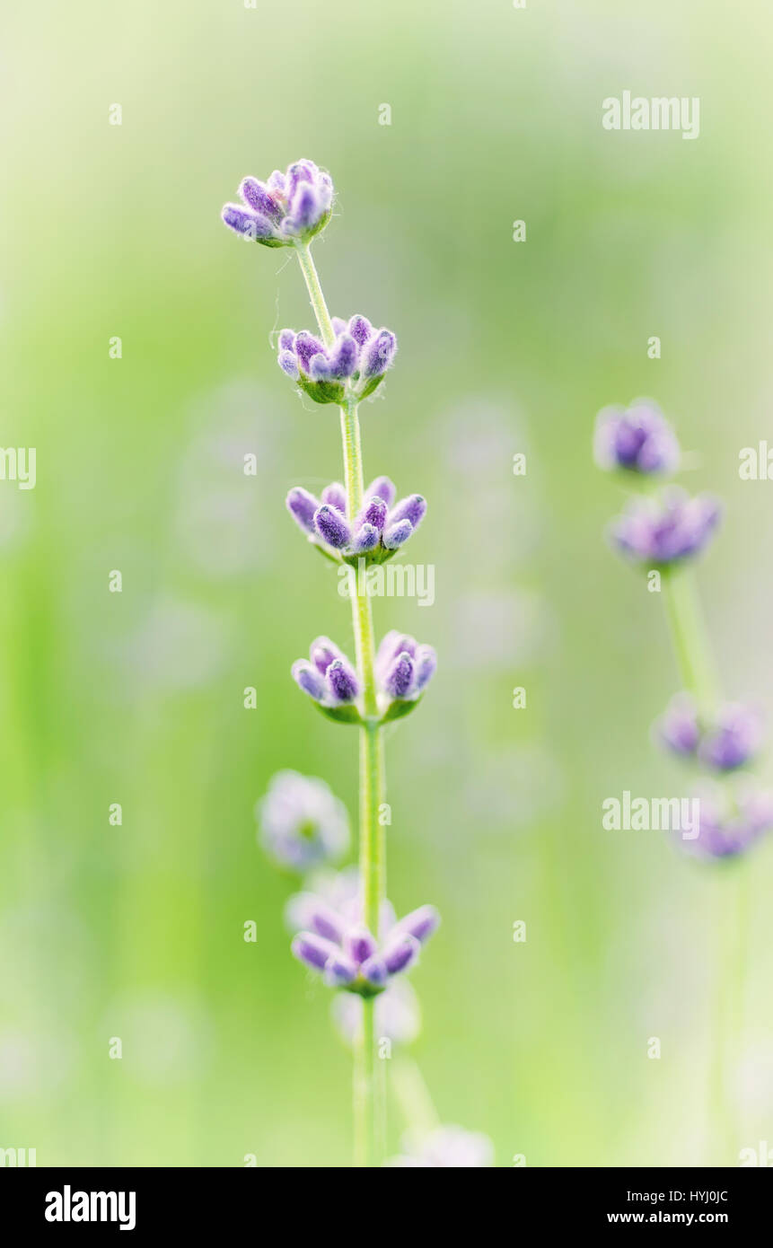 Lavender beautiful flowers Stock Photo - Alamy