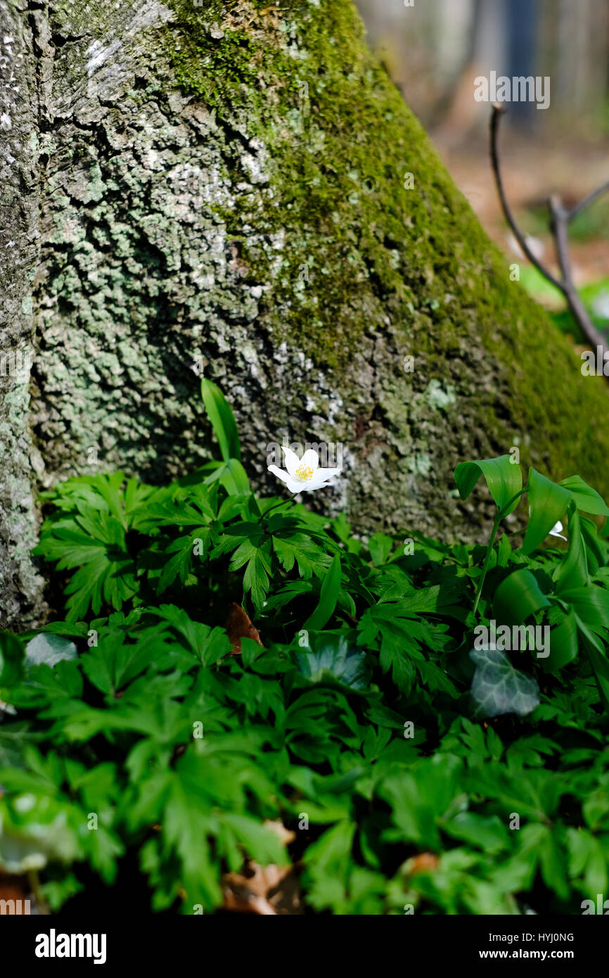 White flower in undergrowth Stock Photo - Alamy