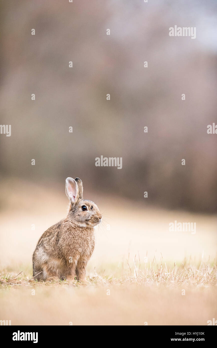 Wild rabbits (Oryctolagus cuniculus) sitting on meadow, Lower Austria ...