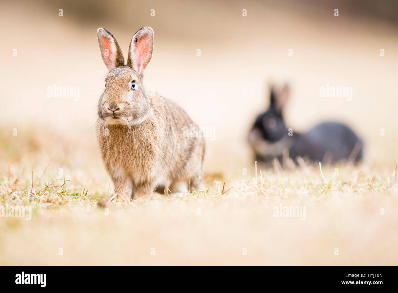 Wild rabbits (Oryctolagus cuniculus) sitting on meadow, crossing with ...