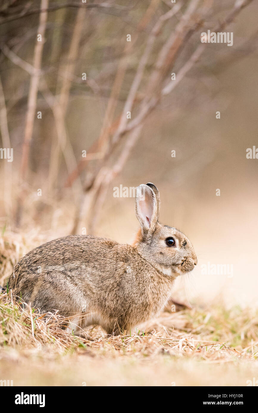 Wild rabbits (Oryctolagus cuniculus) sitting on meadow, Lower Austria ...