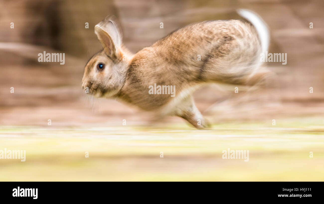 Wild rabbits (Oryctolagus cuniculus) sprints on a meadow, Mitzieher ...