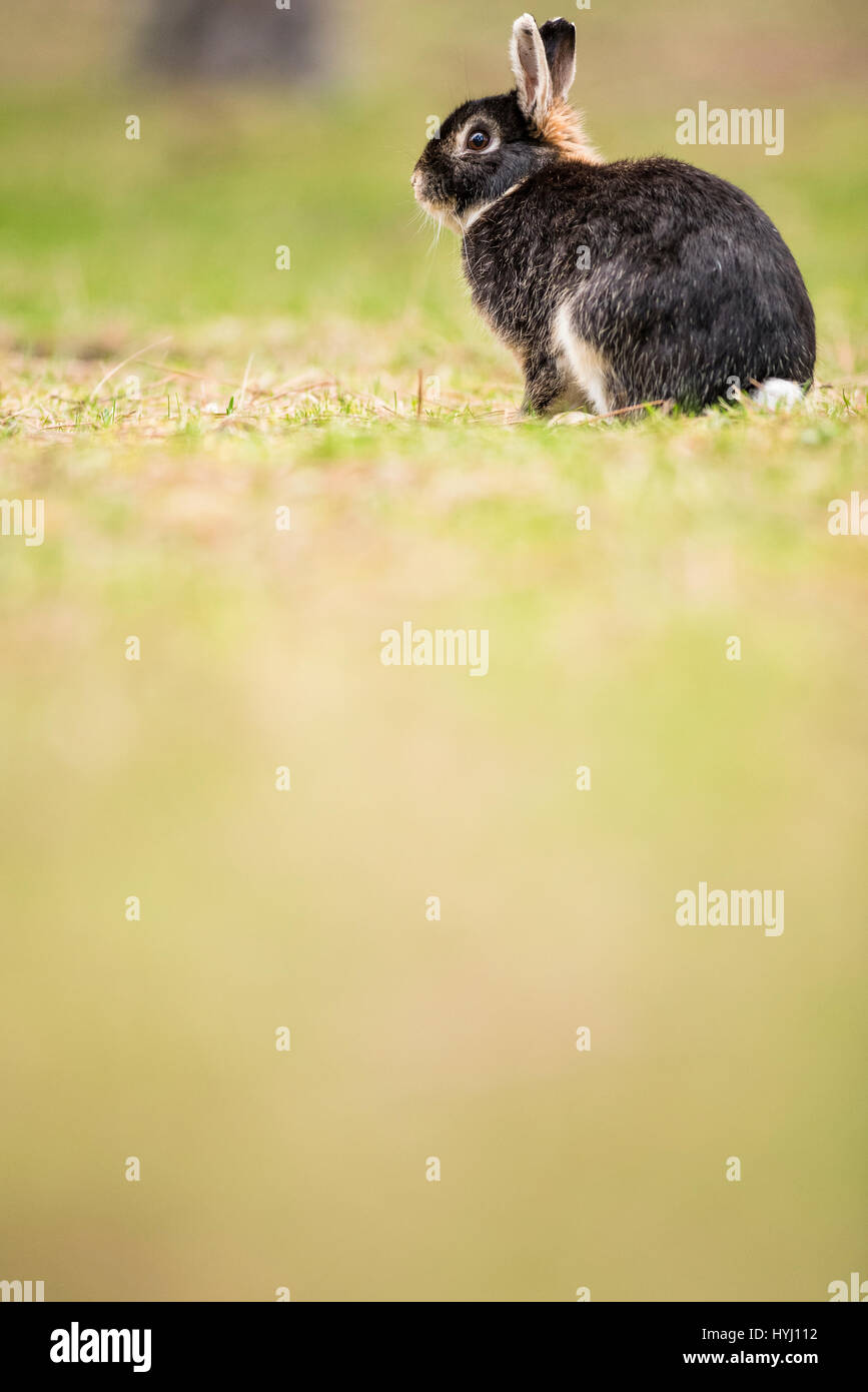 Wild rabbits (Oryctolagus cuniculus) sitting on meadow, crossing with ...