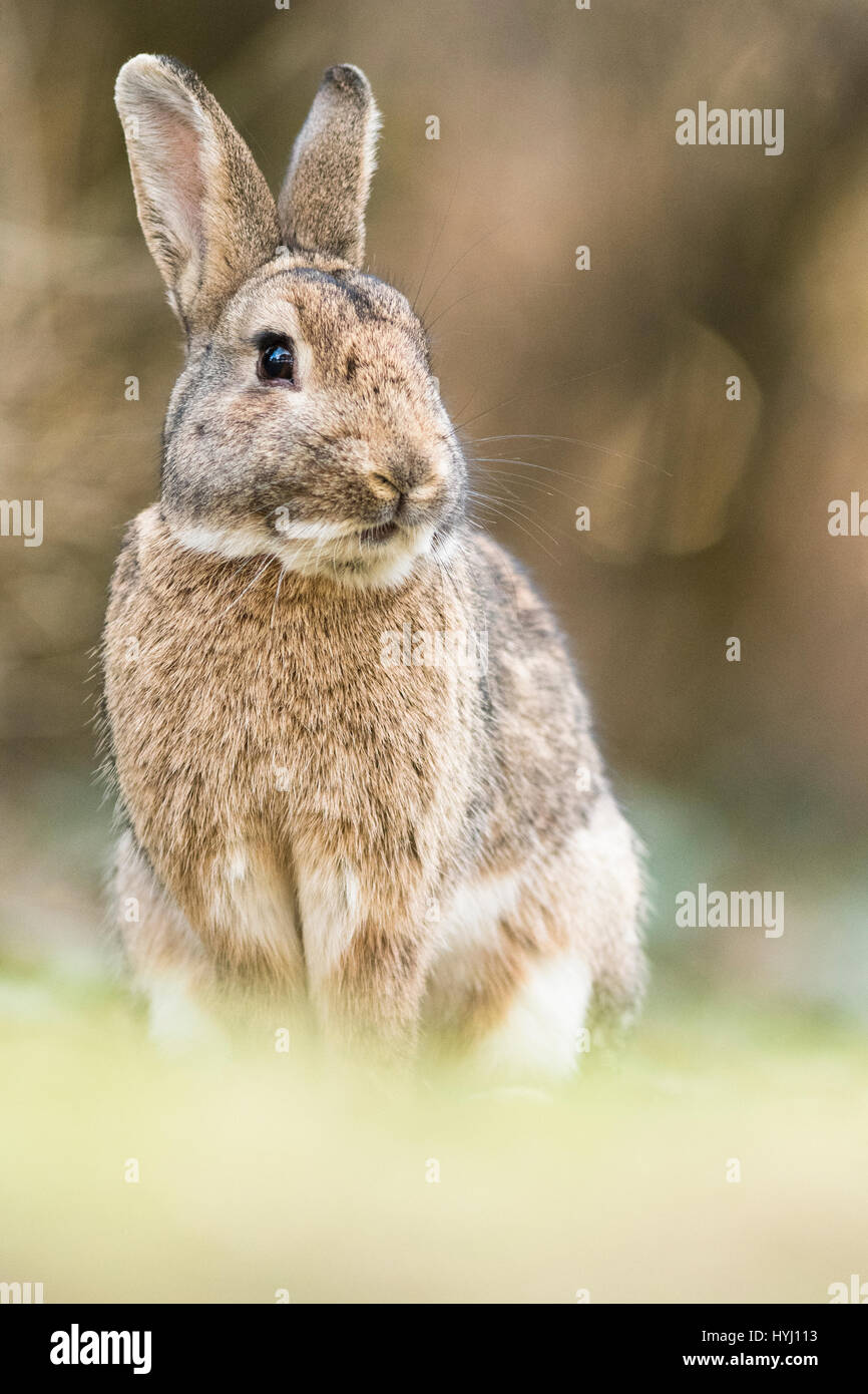 Wild rabbits (Oryctolagus cuniculus) sitting on meadow, Lower Austria ...