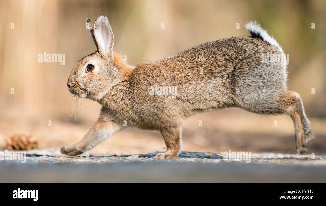 Wild rabbits (Oryctolagus cuniculus) hops across the street, Lower ...