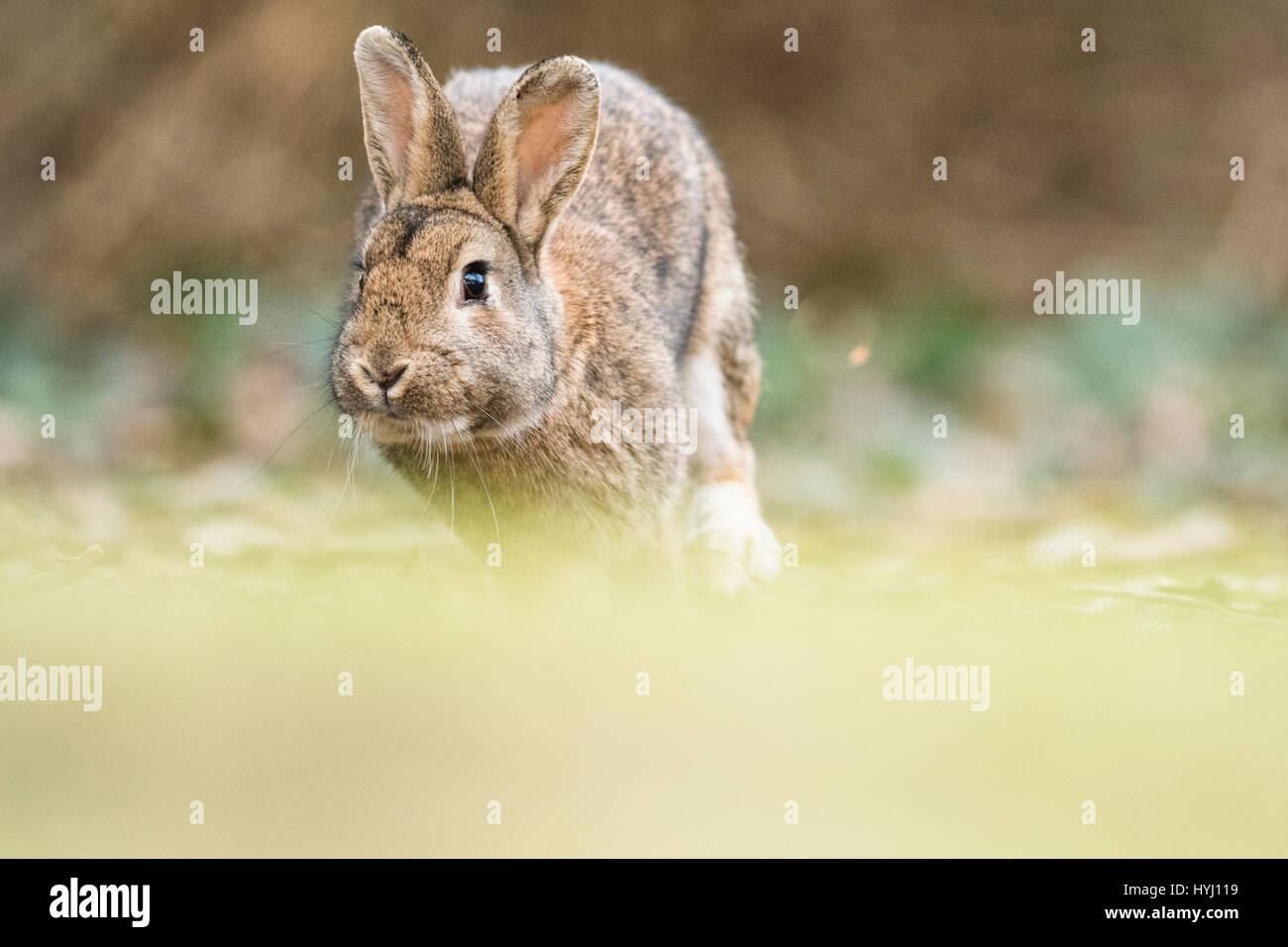 Wild rabbits (Oryctolagus cuniculus) hops on a meadow, Lower Austria ...