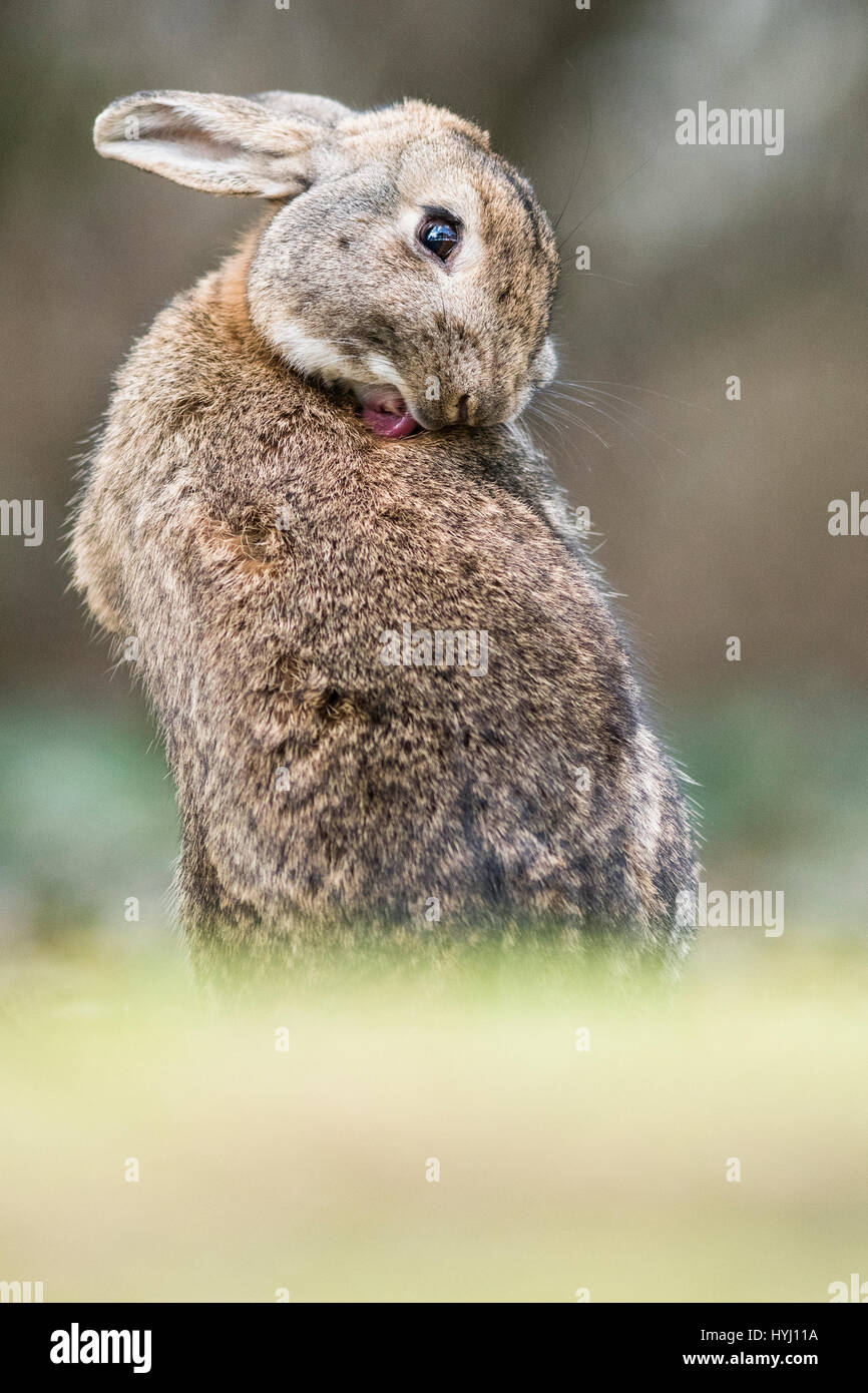 Wild rabbits (Oryctolagus cuniculus) preening on a meadow, Lower ...