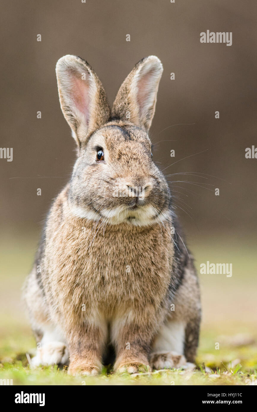 Wild rabbits (Oryctolagus cuniculus) sitting on meadow, Lower Austria ...