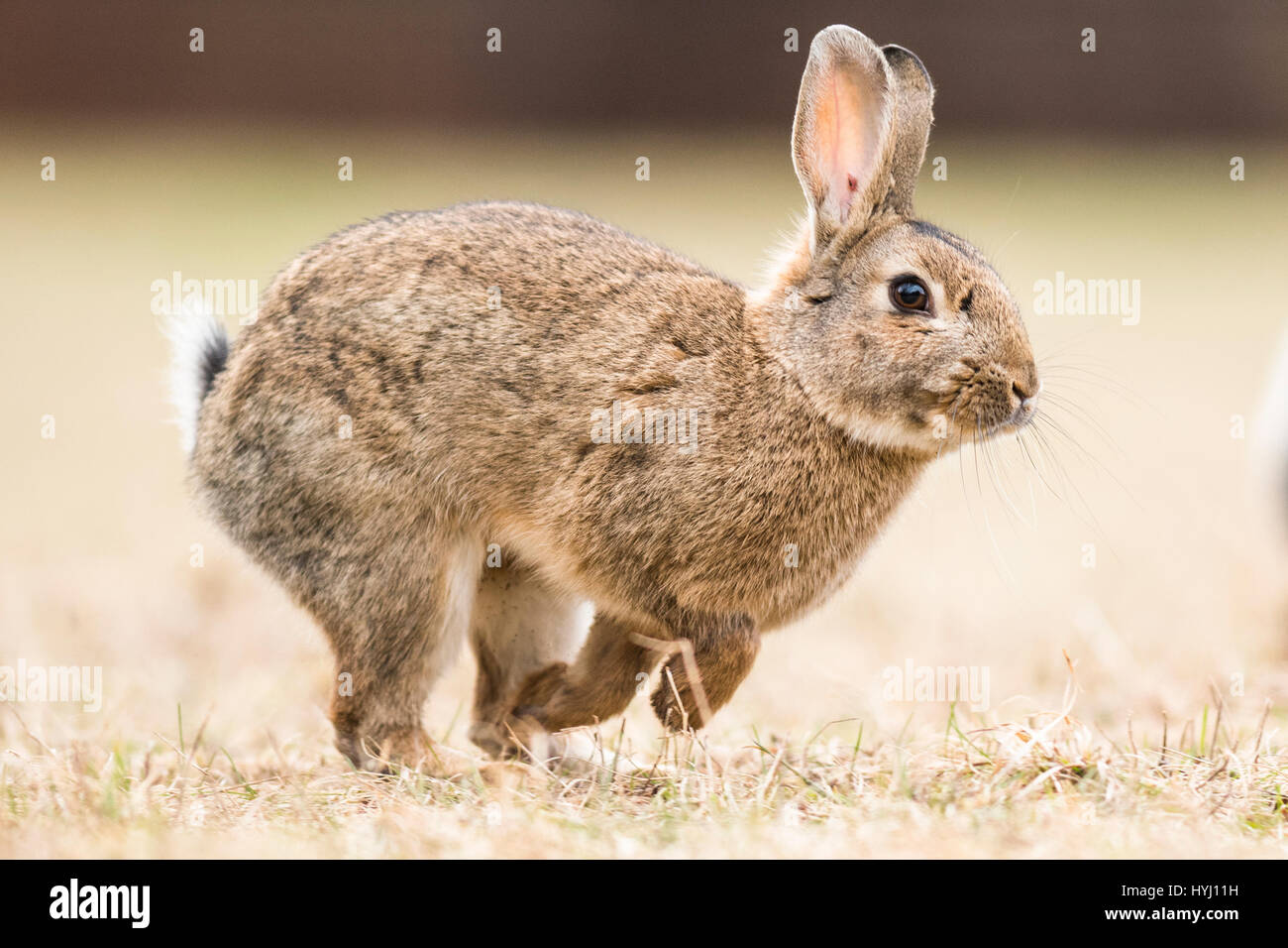 Wild rabbits (Oryctolagus cuniculus) hops on a meadow, Lower Austria ...