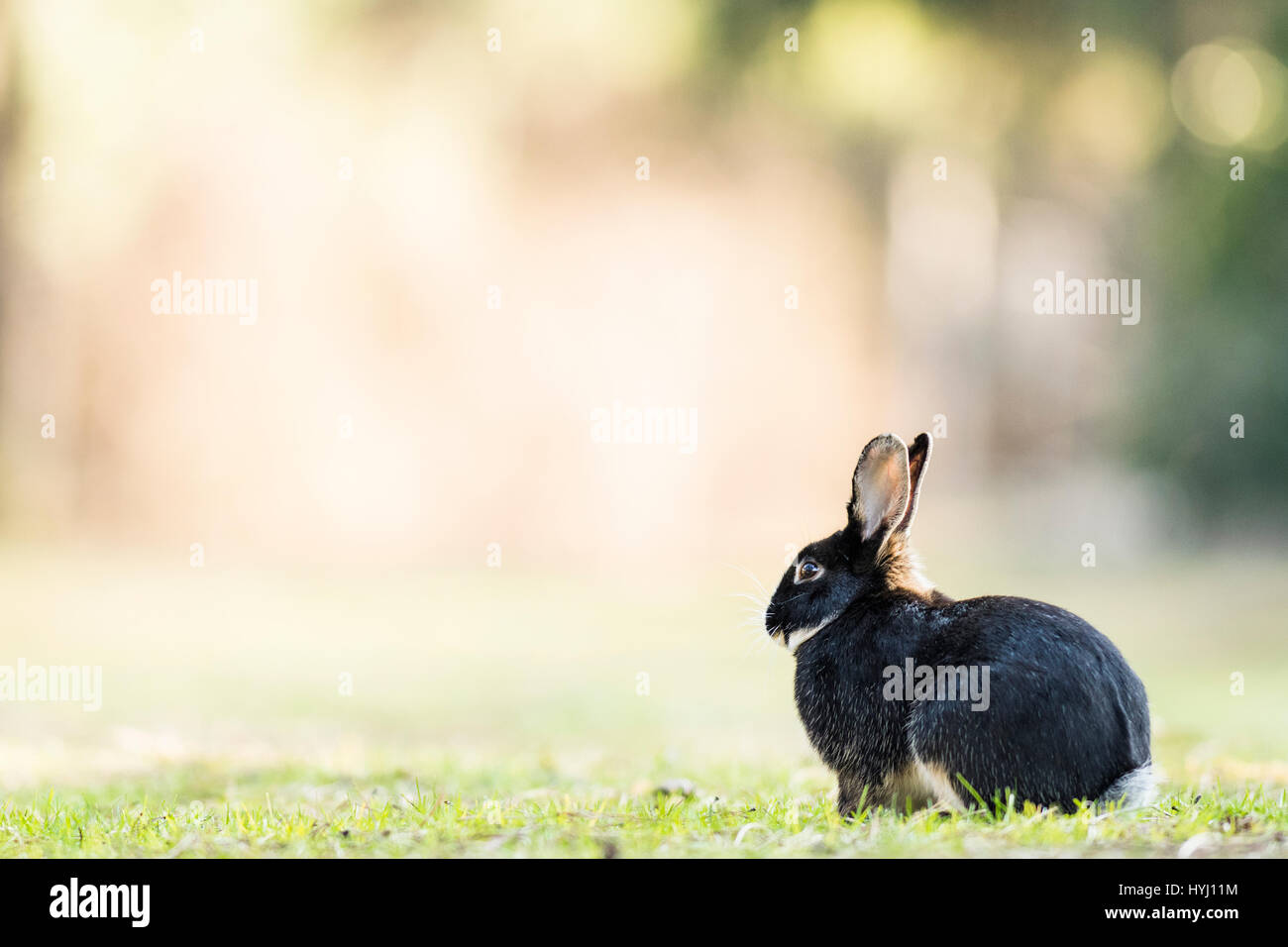 Wild rabbits (Oryctolagus cuniculus) sitting on meadow, crossing with ...