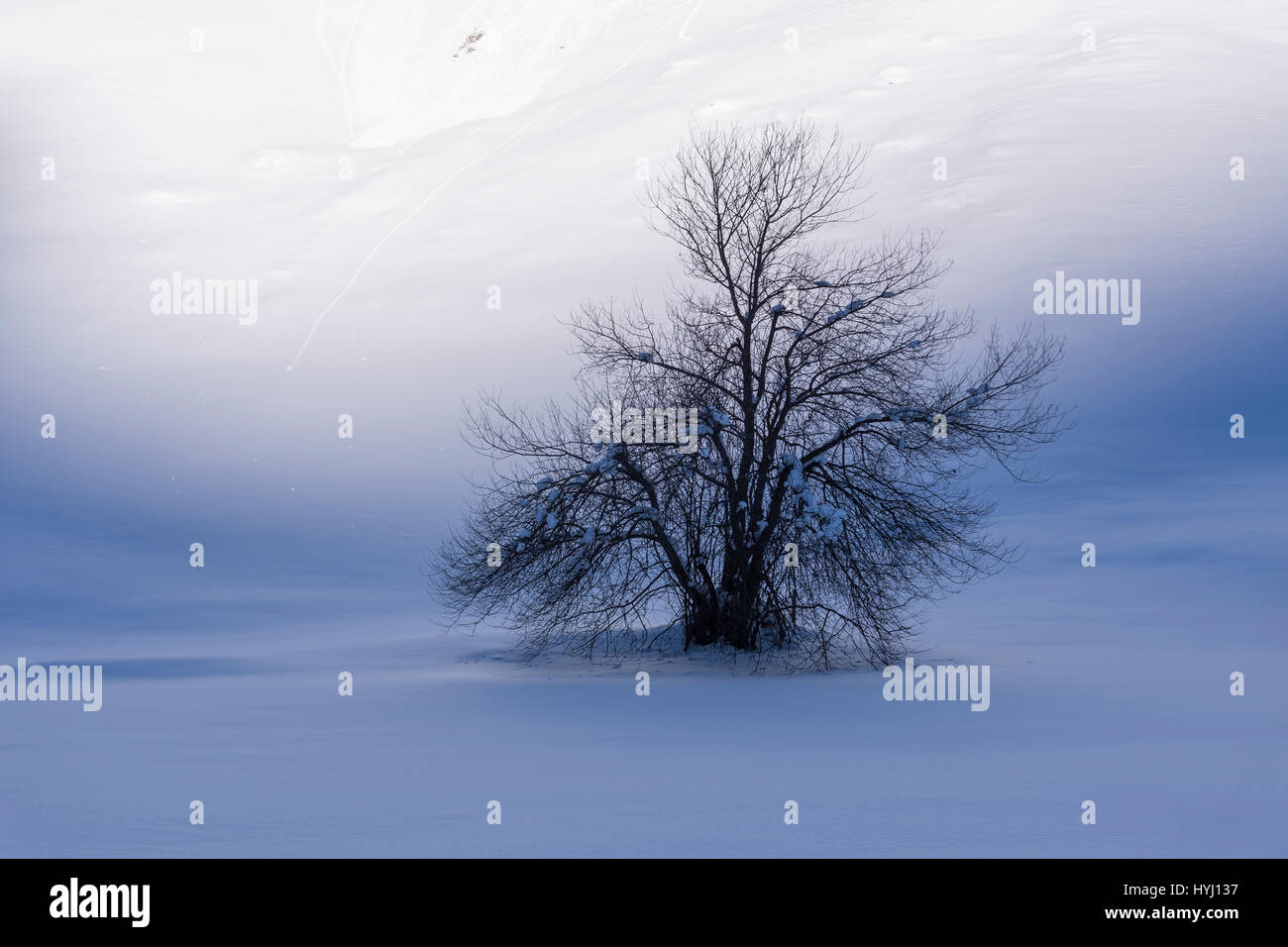 Winter landscape with bush, Vals Valley, Tyrol, Austria Stock Photo - Alamy
