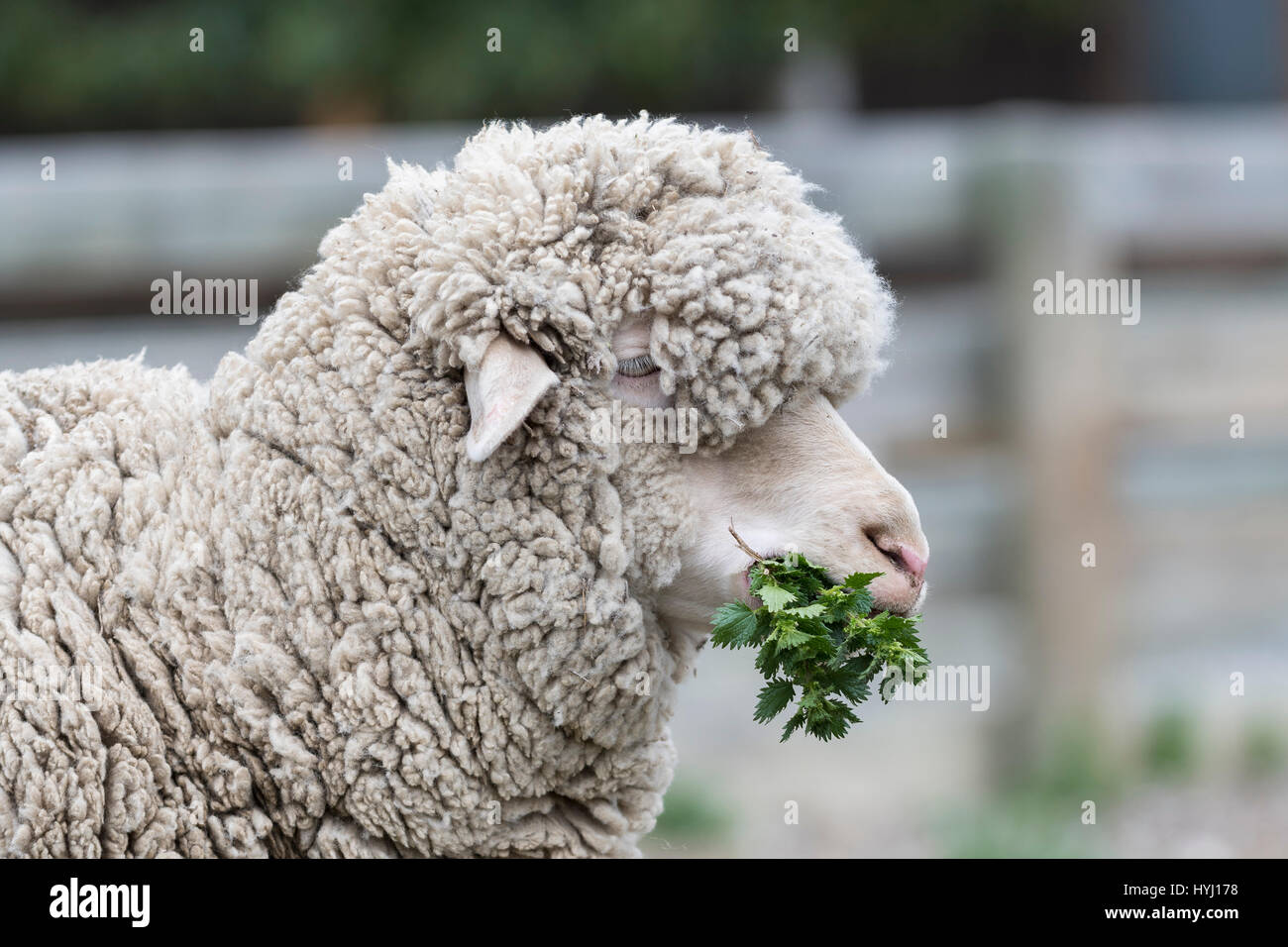 Merino Sheep High Resolution Stock Photography and Images - Alamy