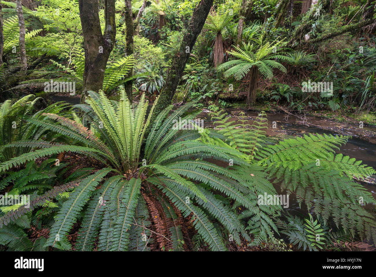 New zealand temperate rainforest hi-res stock photography and images ...