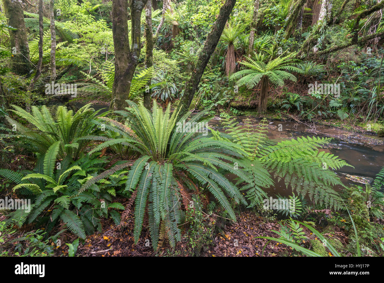 New zealand temperate rainforest hi-res stock photography and images ...