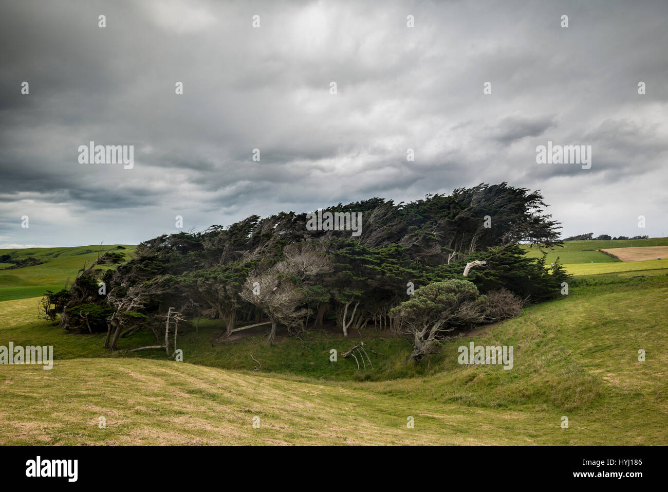 Trees shaped by the wind, Slope Point, Catlins, Southland, New Zealand ...