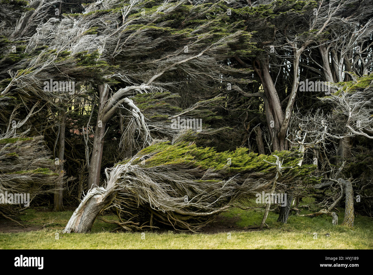 Trees shaped by the wind, Slope Point, Catlins, Southland, New Zealand ...