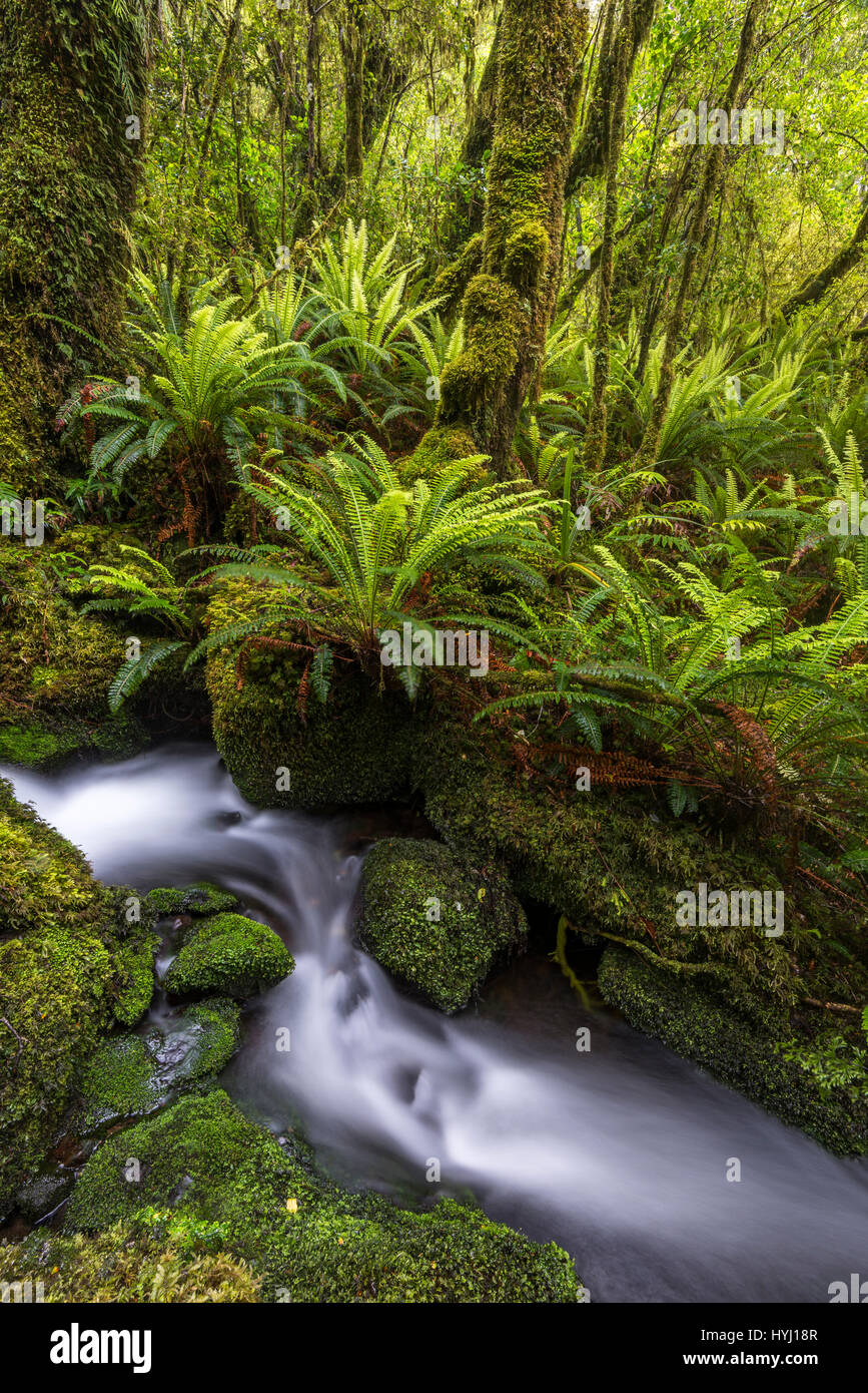 Stream with ferns in the dense rainforest, Fiordland National Park ...