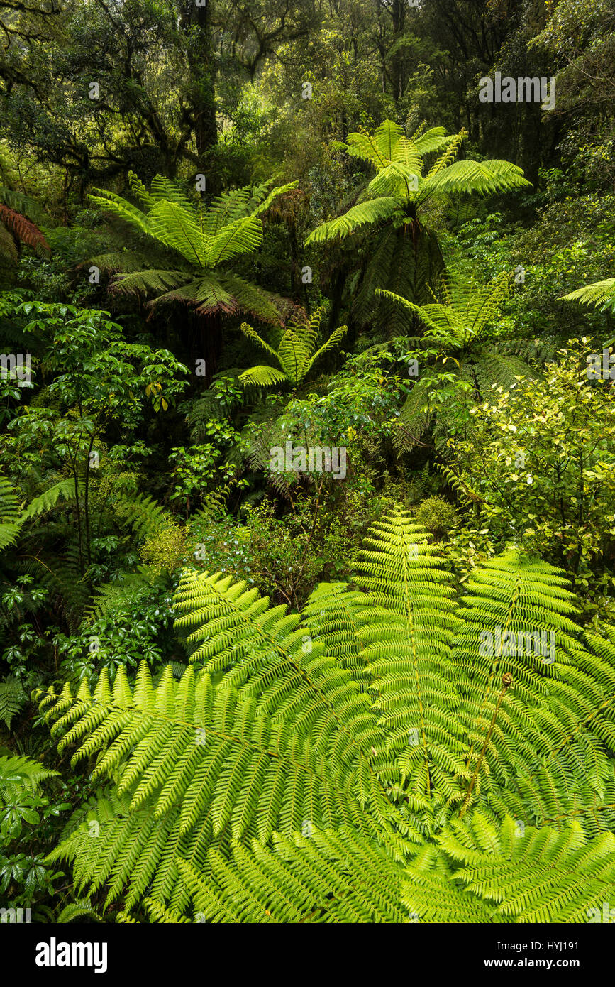 Tree ferns in new zealand hi-res stock photography and images - Alamy