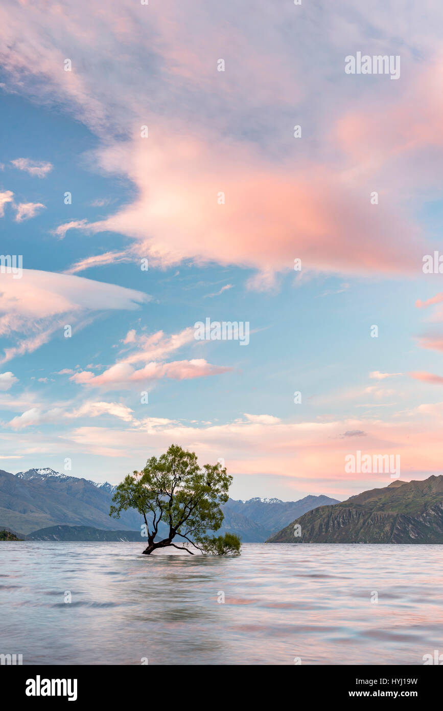 Single tree standing in the water, Sunset, The Wanaka Tree, Lake Wanaka ...