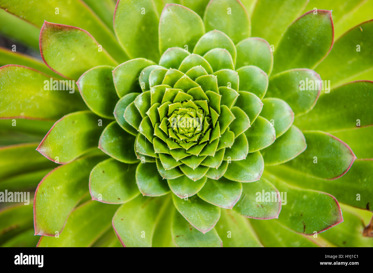Plant leaves spiral hi-res stock photography and images - Alamy