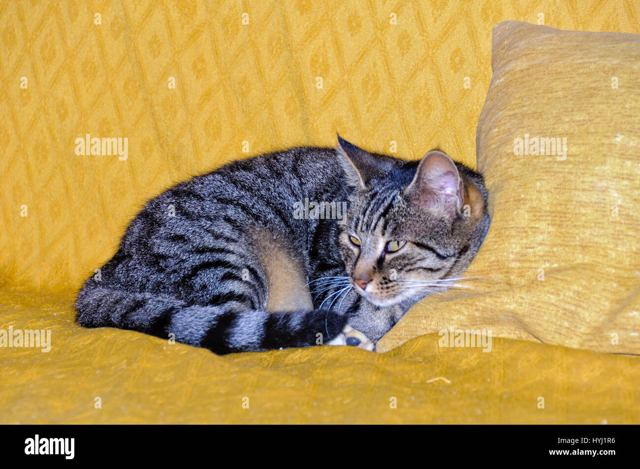 Black and white striped cat took notice of something interesting Stock ...