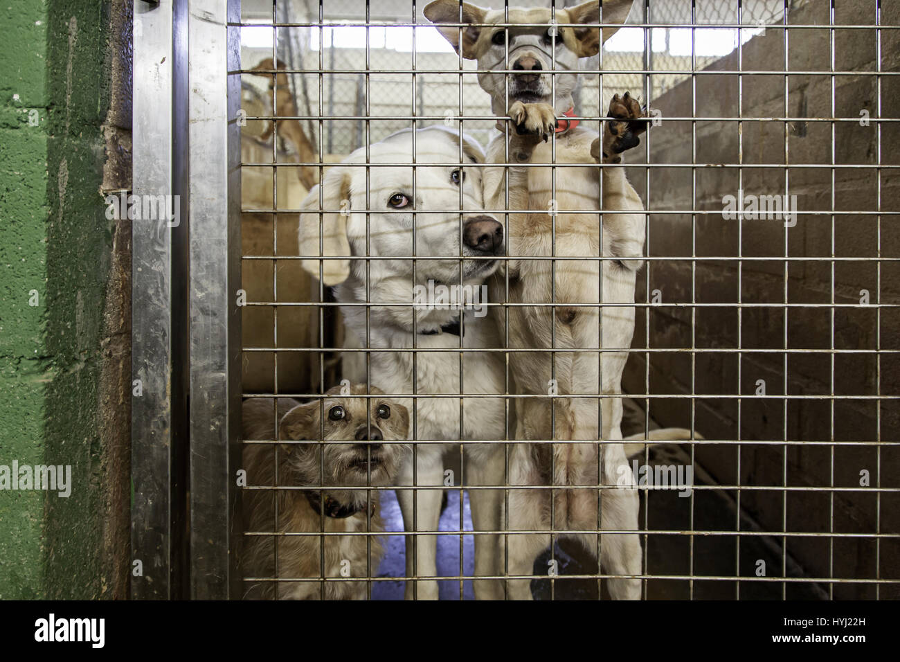 Caged and abandoned dogs, detail of street animals, animal abuse Stock ...