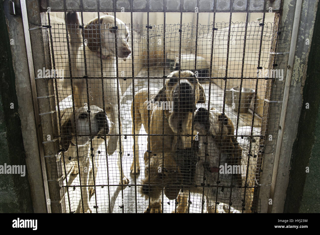 Caged and abandoned dogs, detail of street animals, animal abuse Stock ...