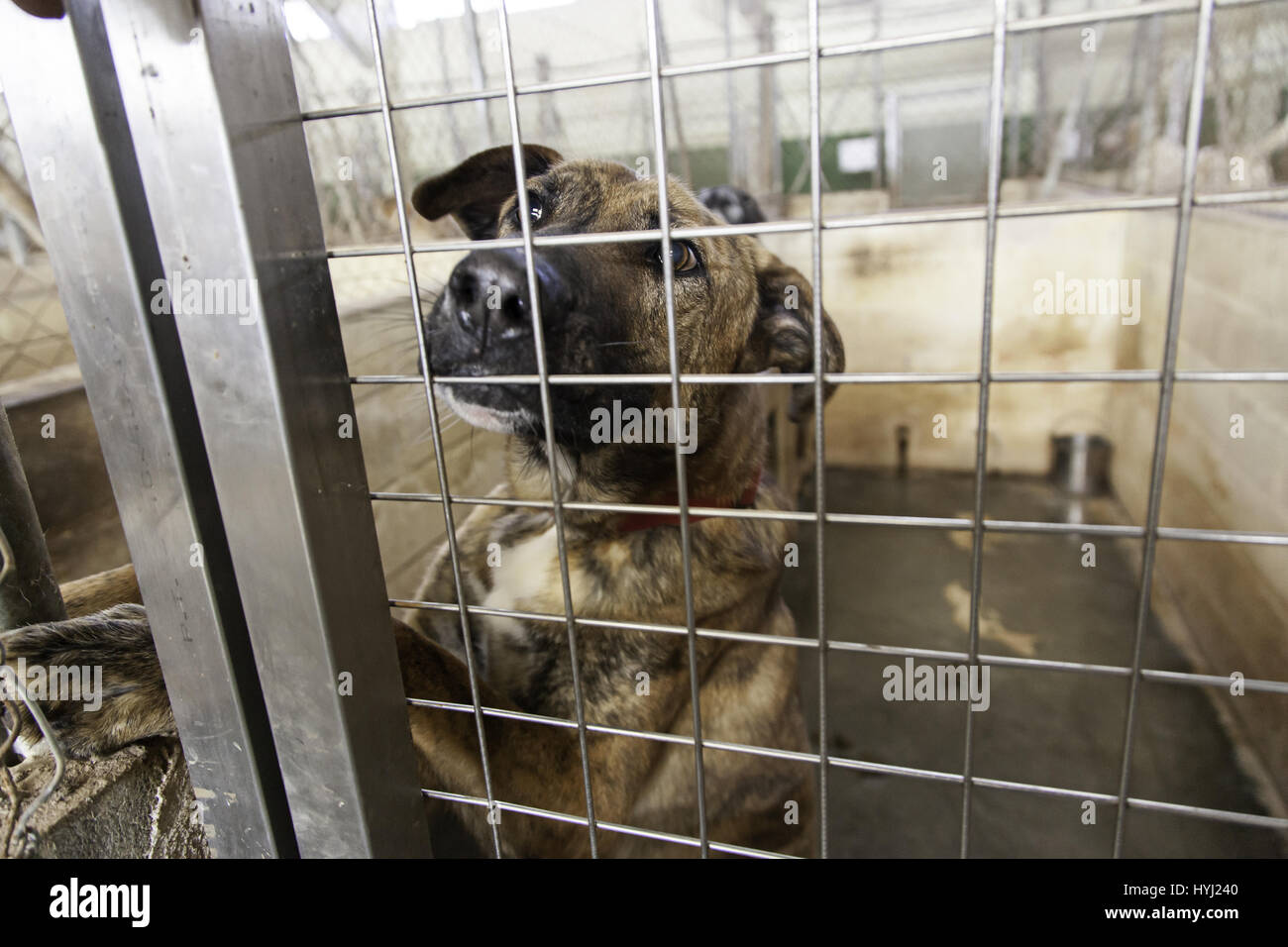 Hound dog locked abuse animal hi-res stock photography and images - Alamy