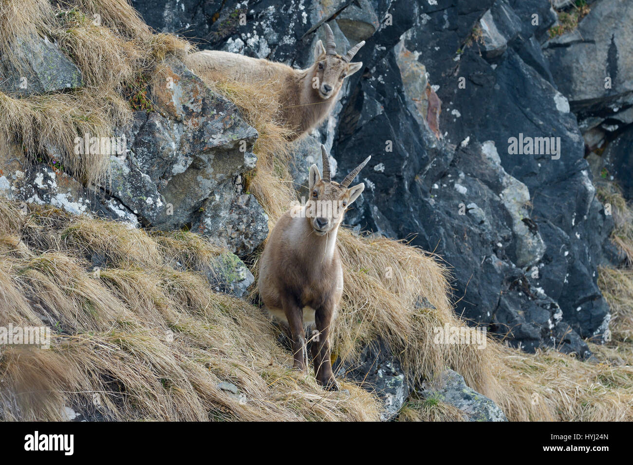 Alpine ibex (Capra ibex), Adult female and young in the rock, Tyrol ...