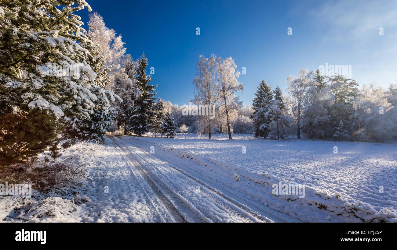 Frozen forest at dawn in winter in Poland Stock Photo - Alamy
