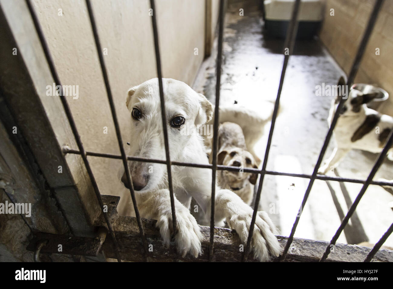 Caged and abandoned dogs, detail of street animals, animal abuse Stock ...