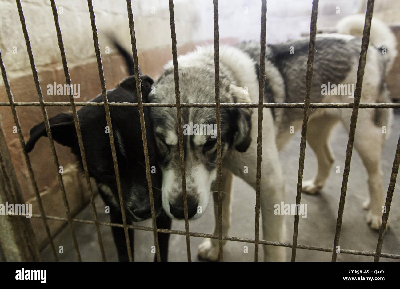 Caged and abandoned dogs, detail of street animals, animal abuse Stock ...