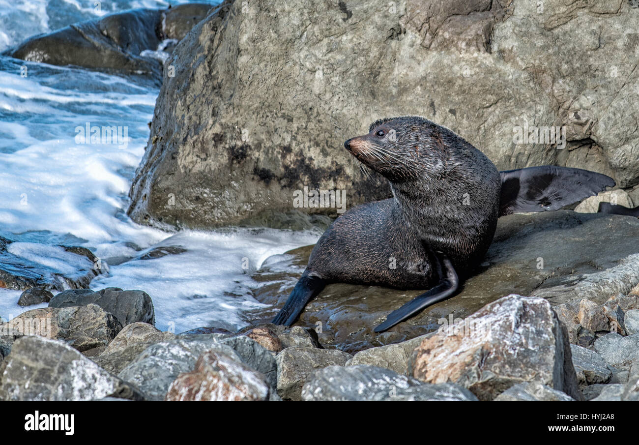 New Zealand fur seal/kekeno Stock Photo - Alamy